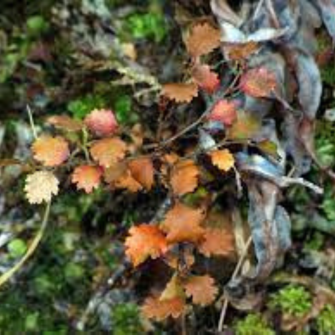 Red Beech - MyNativeForest